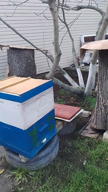 Ревизия пчёл 🐝 после зимовки. Утепление ульев так как есть расплод. Зимовка мне кажется закончилась