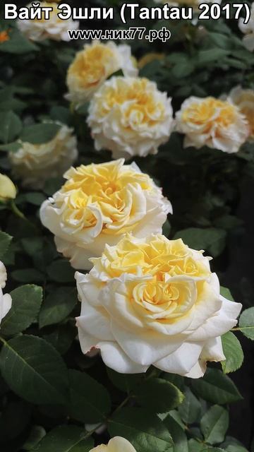 РОЗА ВАЙТ ЭШЛИ (Tantau, 2017)