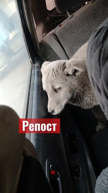 КРАСАВЧИК В БУРЯТИИ ПРОДОЛЖЕНИЕ