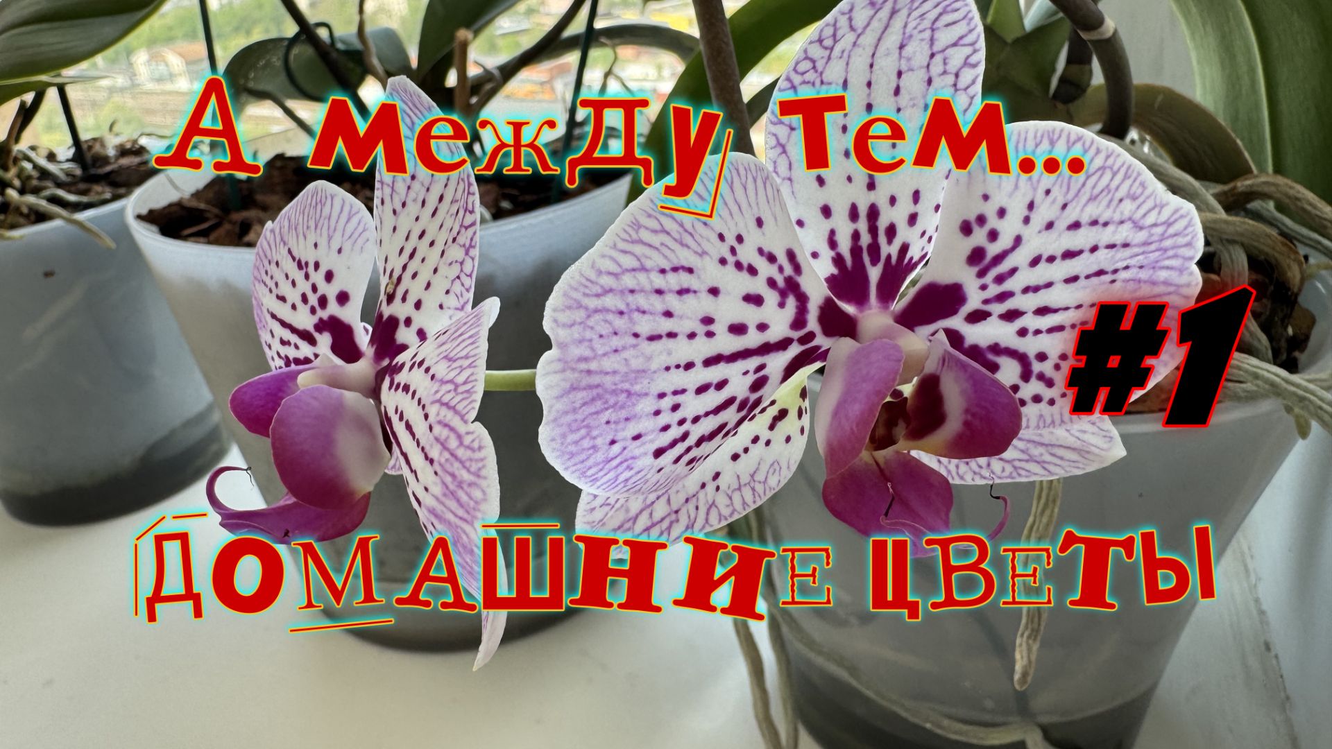 Цветы на окне