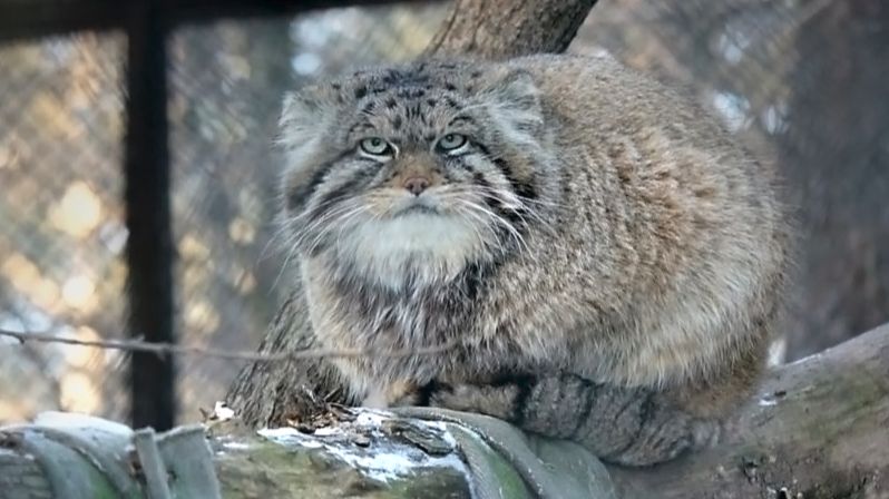 Манулы Жора и Мия теперь вместе. Но Жора, как опытный жених предпочитает  сидеть на дереве..