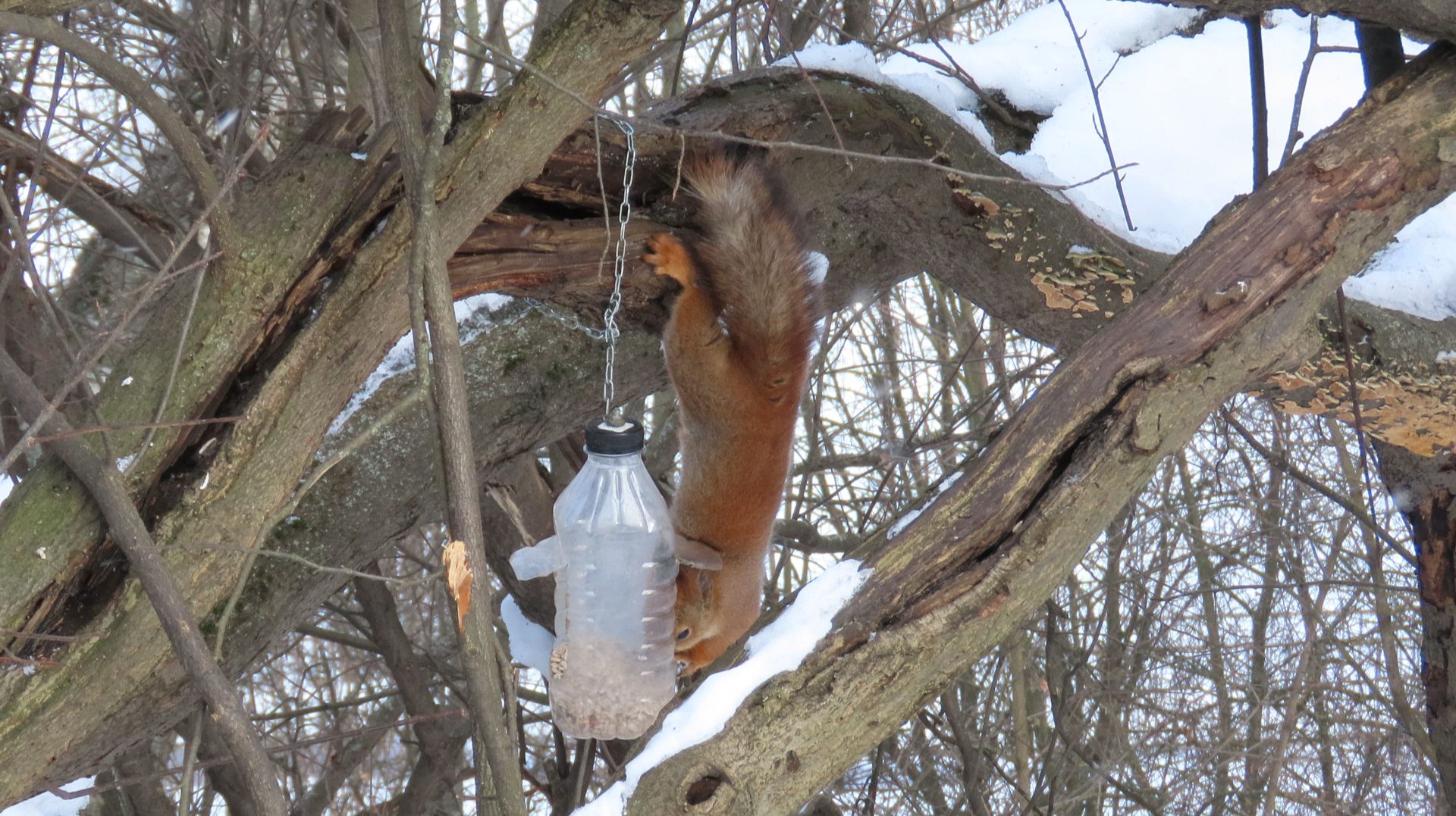Белка-гимнастка, Крылатское, 15 февраля 2026
