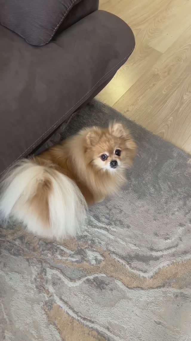 Какие у Баси делишки после груминга?