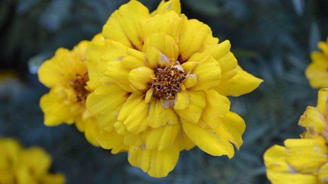 Шахерезада - Берег левый, берег правый