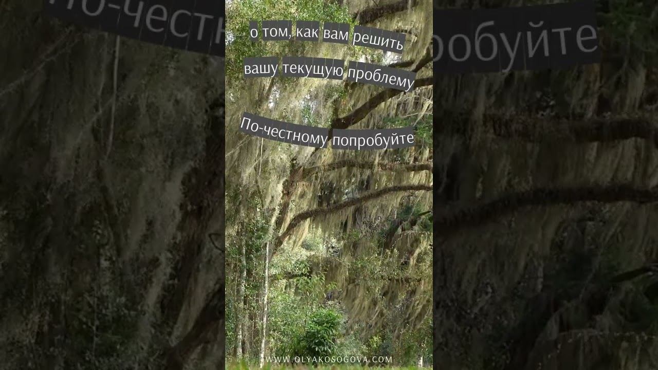Спросите у дерева совет #shorts