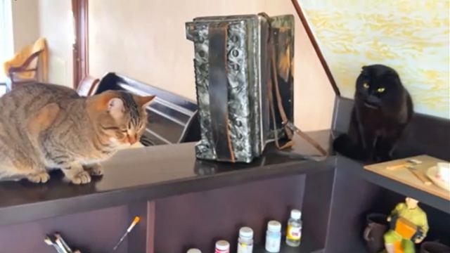 skidibi tillolet cat real file !!!!!!