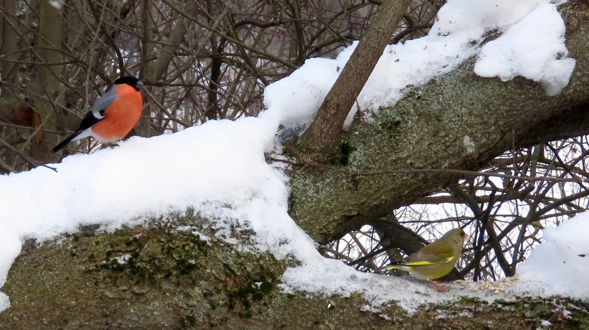 Зеленушки и снегири, Крылатское, 15 февраля 2026