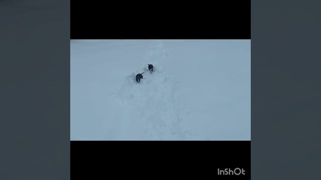 Щенки 12.12.25 в ожидании владельцев.