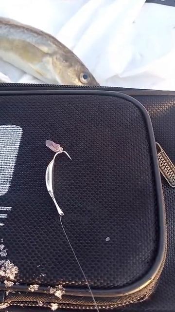 Блесна Рыбка от Mr.Musurok в деле!