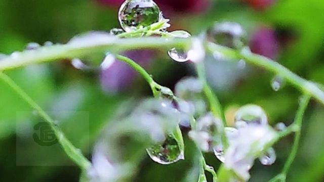 Утренняя роса .