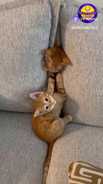 Приколы с животными