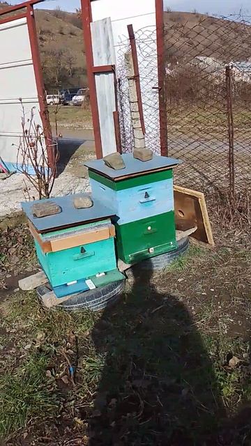 Пчёлы 🐝 решили полетать. Радость для ушей и глаз 👁. Носят немного обножку. 6 февраля 2026 года.