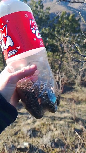 Сеем медоносы 🌸🌺🌻🌹🌷🌼💐синяка и расторопши. Наслаждаюсь горным лесным воздухом. 10 февраля 2026