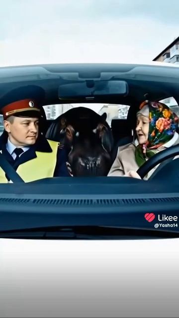 авто школа 54/бабка.