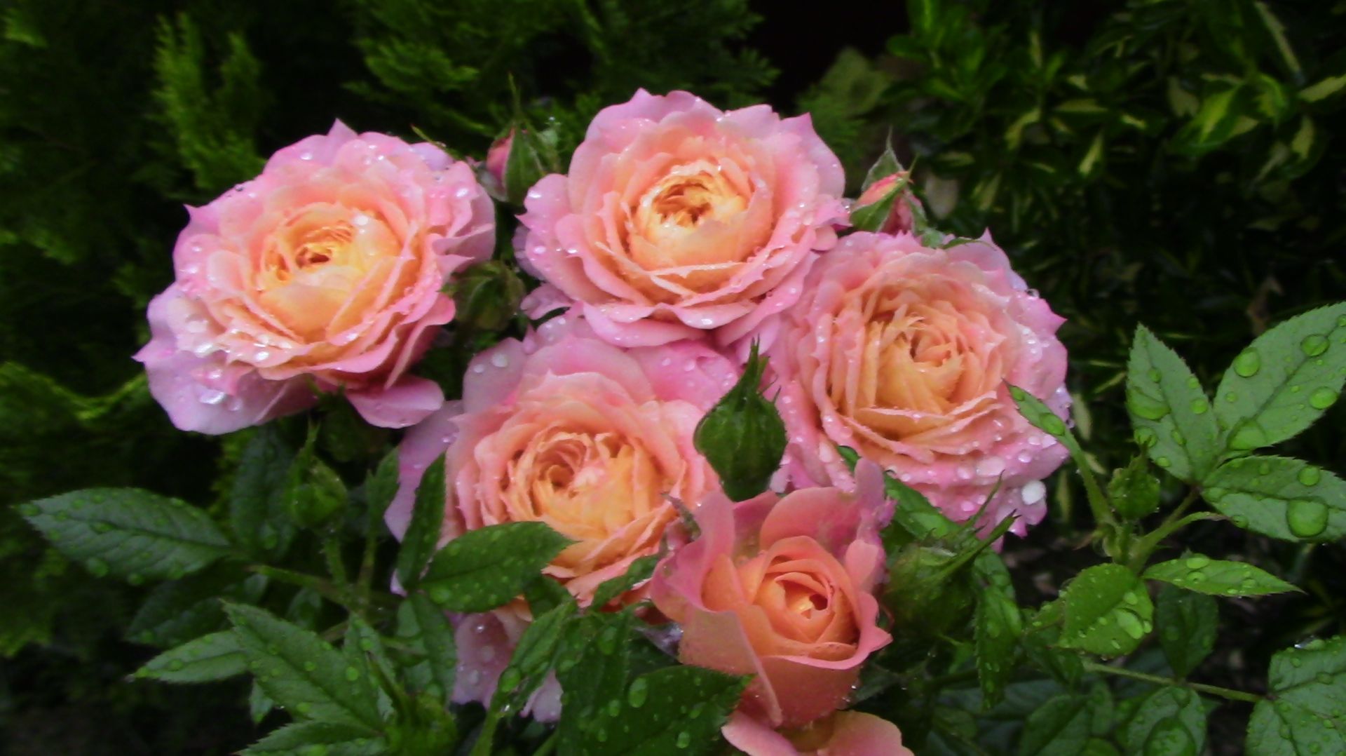 Роза флорибунда Бриоза.