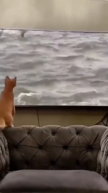 Волны плещутся, рыбка тешится, ну, а Рыжик наш норовит за хвост карася поймать!