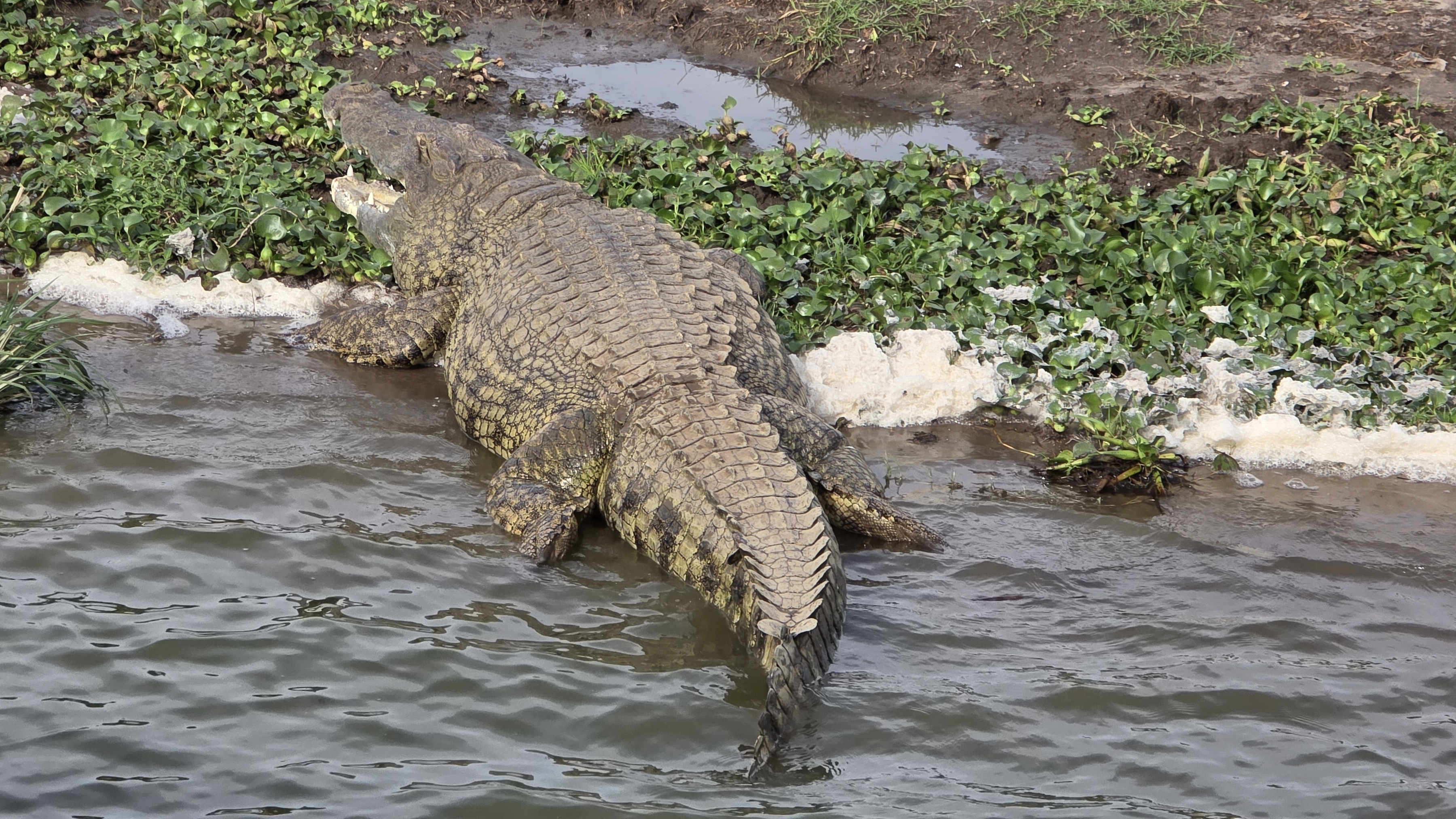 Канал Казинга соединил 2 озера Эдвард и Джордж, где живут нильские крокодилы, бегемоты. Уганда