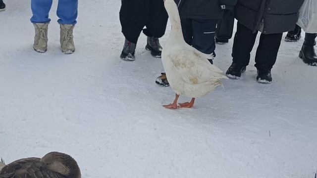 Гуси и шнурки. Висимская зооферма