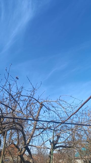 "Лигурия" на огороде