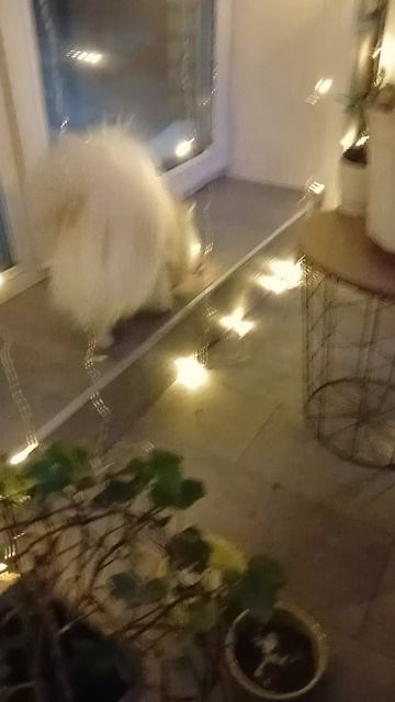 Гостевой песик