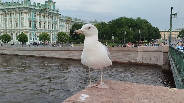 Важные чайки, Санкт-Петербург, июль 2025