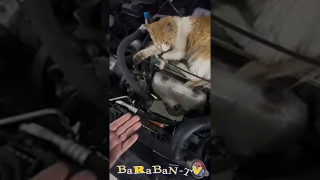 😆Супер смешные видео с котятами. Новая подборка🤣🤣🤣