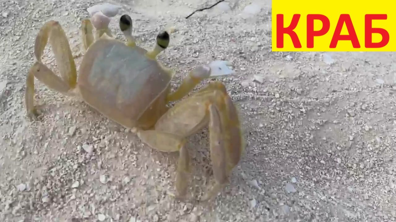 Редкая встреча