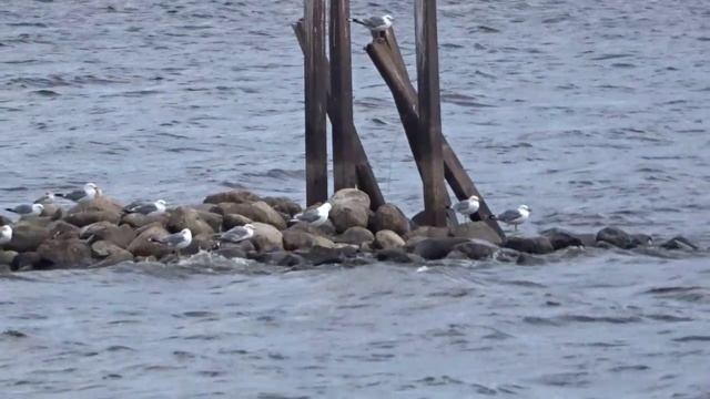 Чайки на ветру