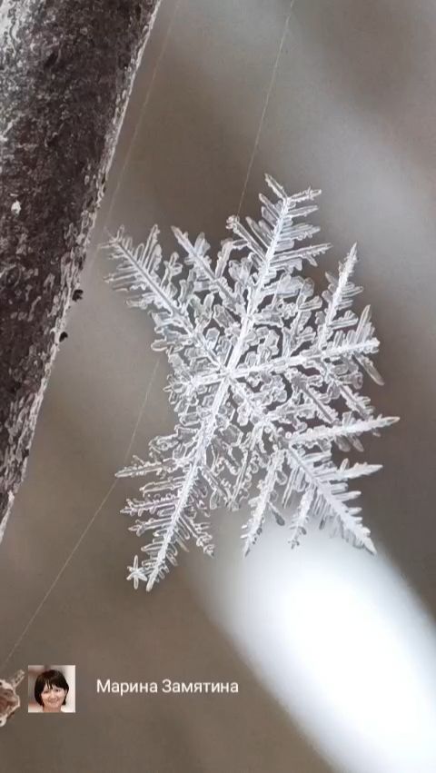 Красивая снежинка в лесу.