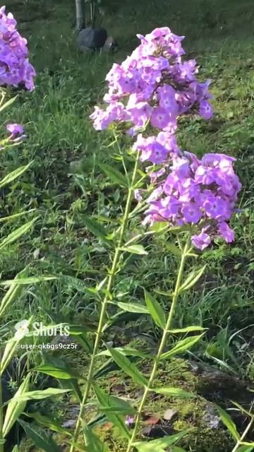Ленинградская область. Хвойное. 16.08.2024. Цветущие сиреневые флоксы на даче