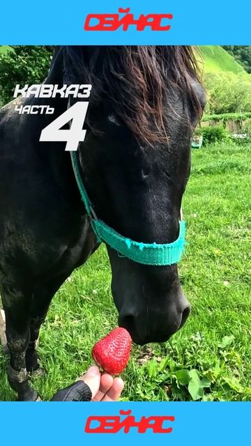 ЛОШАДКИ ЛЮБЯТ КЛУБНИКУ | ПРЁМ