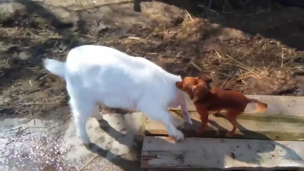 Борьба за мост