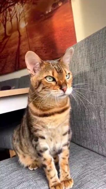 Суету навести охота