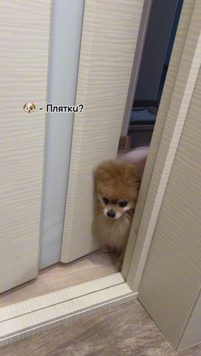 Вы любите играть в прятки?