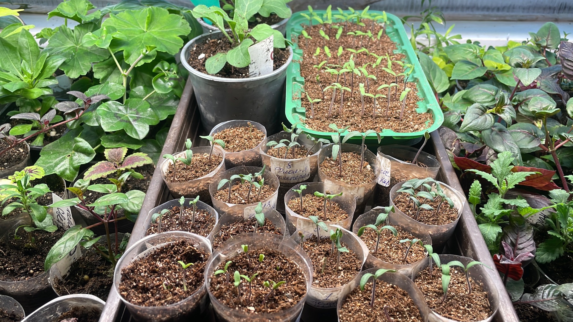 Всходы Томатных Гномов, перцев, цветов. Как развивается ампельная петуни из самосборных семян.