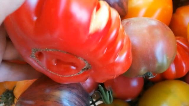 Томатомания. Томатная рапсодия...