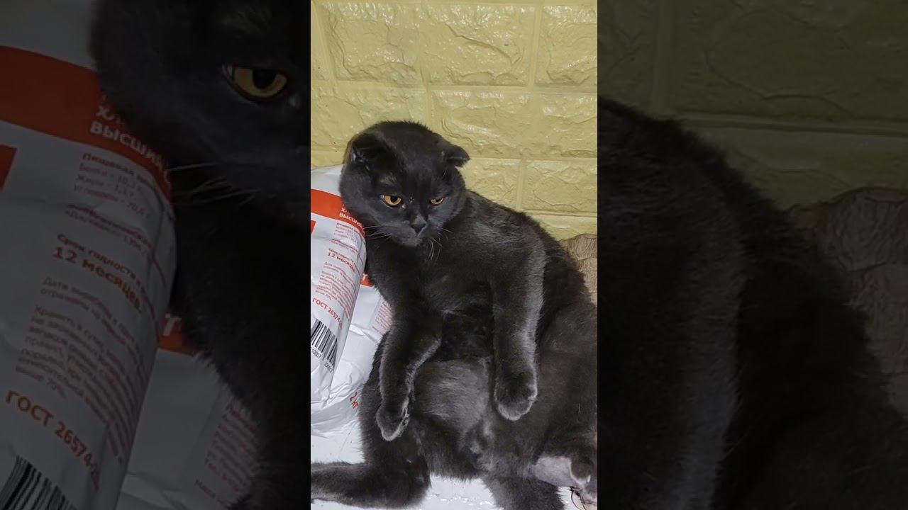 Сам себе Приятный. В память о любимом котике. Тутси-диеты и путешествия. @tutsi-dieti