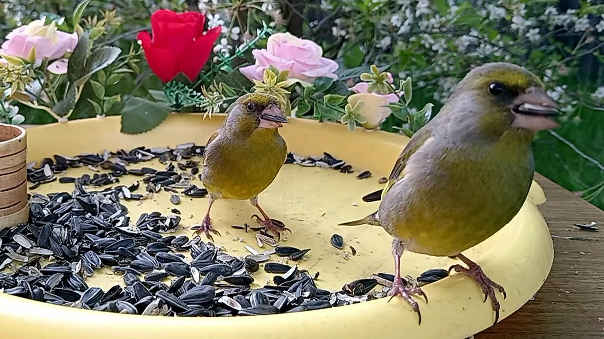 Пернатые посетители моей кормушки