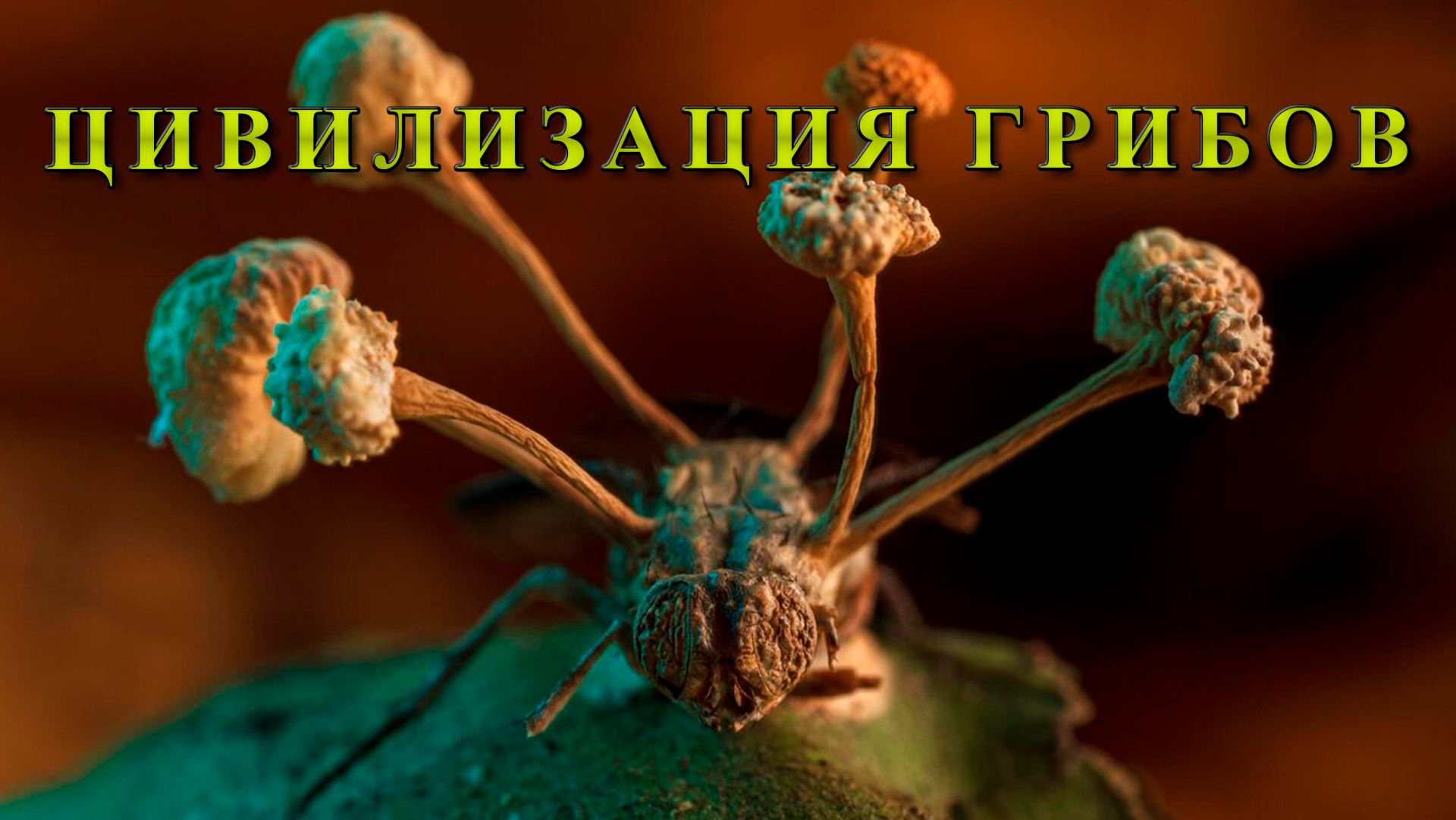 Цивилизация грибов