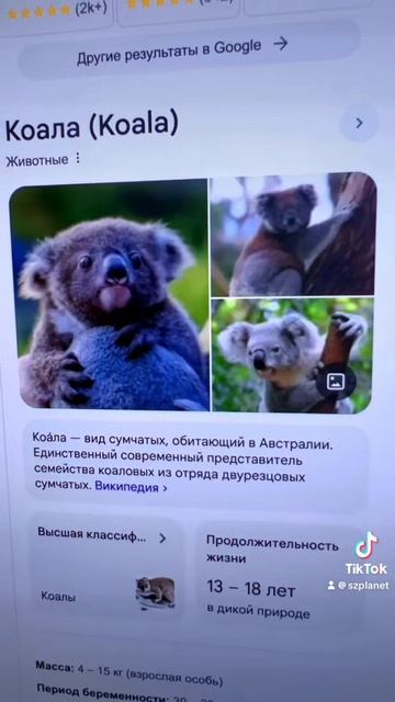 У меня шок от Австралии! ⛔️🚫Спасатели Коал называется!