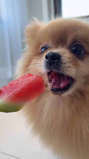 Вы любите есть также сильно, как Бася?