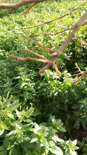 Пчёлы 🐝 носят обножку. Что это за трава? Местные пчеловоды не знают. 3 декабря 2025 года.