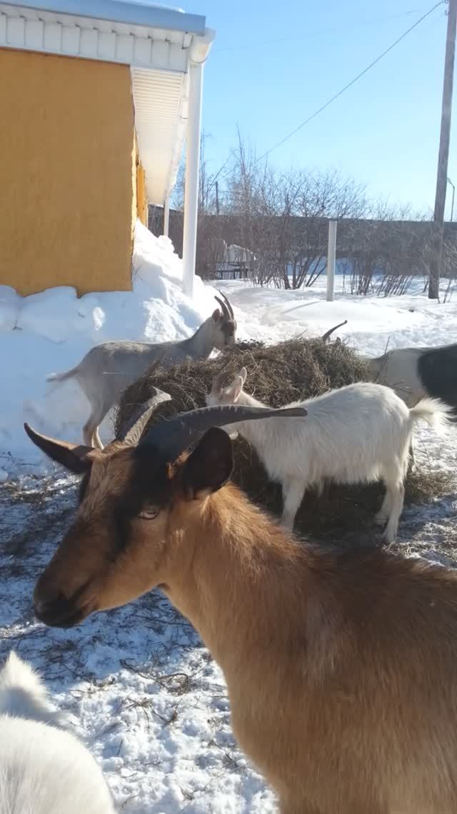 Козы-прогулка_01