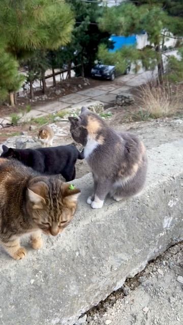 Коктебельские котики