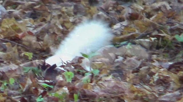 Долгожданная встреча(или белка-альбинос)