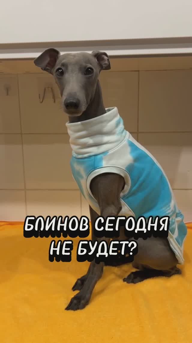 Масленица пришла. ГДЕ БЛИНЫ?