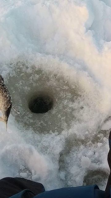 Первая плотвичка на рыбалке! точка найдена. Видео уже на канале! Рыбалка 2026!