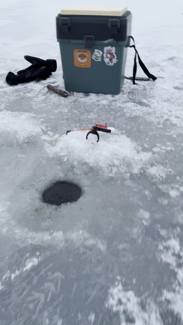 Немножко плотвы!