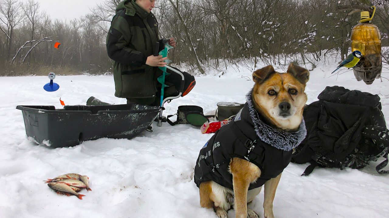 БОЛОТНЫЕ ПРИКЛЮЧЕНИЯ:  КАК МЫ С СОБАКОЙ ЛОВИЛИ РЫБУ НА ЖЕРЛИЦЫ.🎣