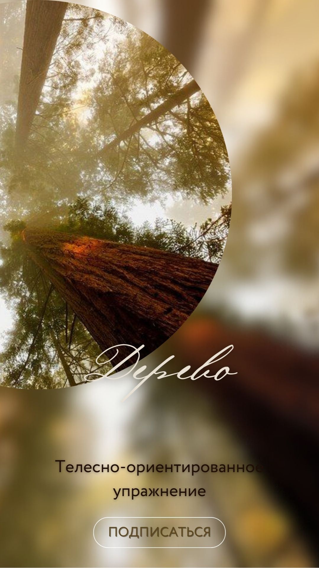 Телесно-ориентированное упражнение «Дерево»